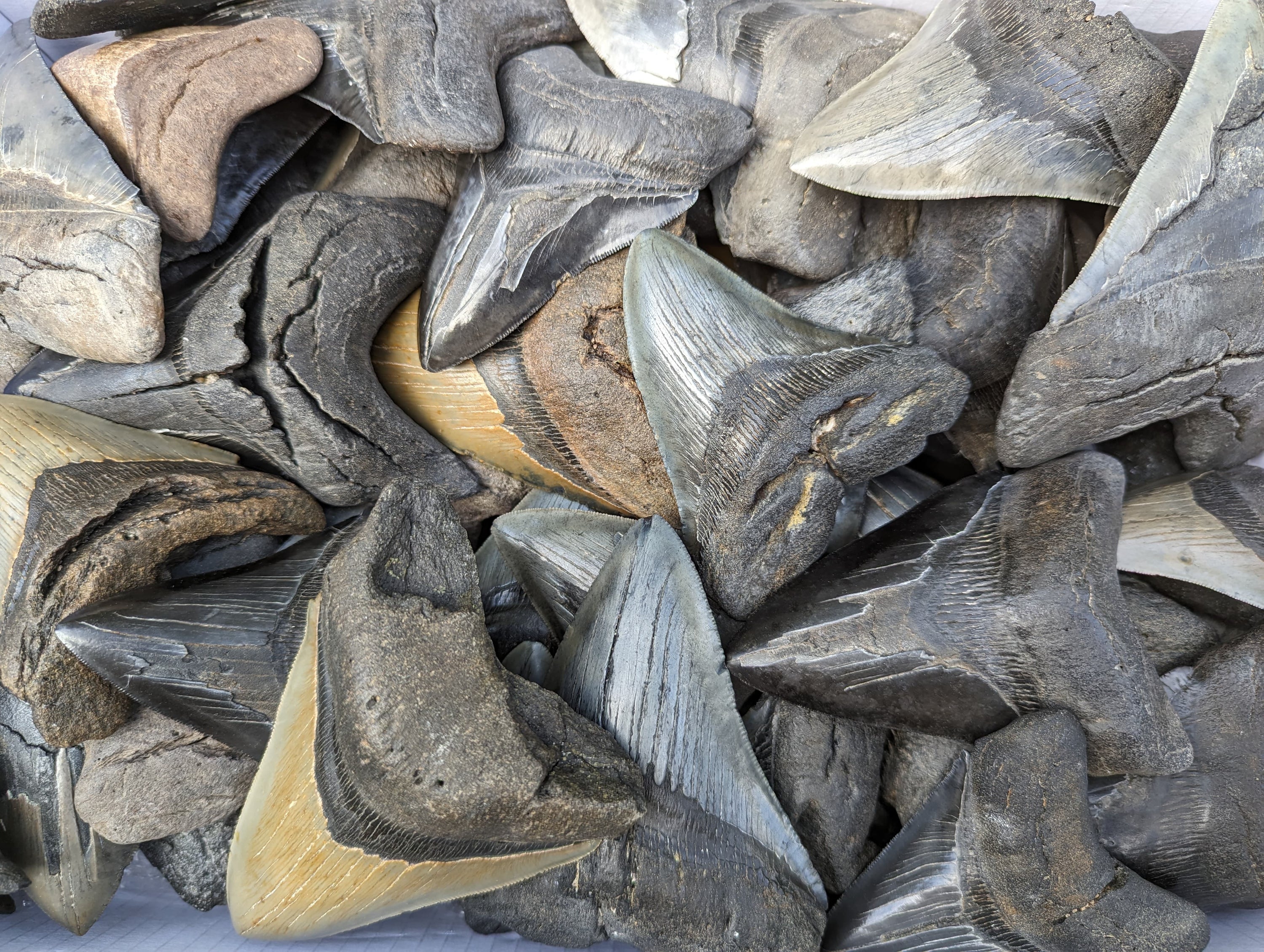 Wholesale – Megalodon Teeth