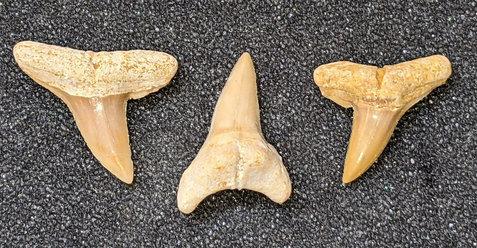 Fossil Moroccan Shark Teeth Collection - Authentic – Megalodon Teeth