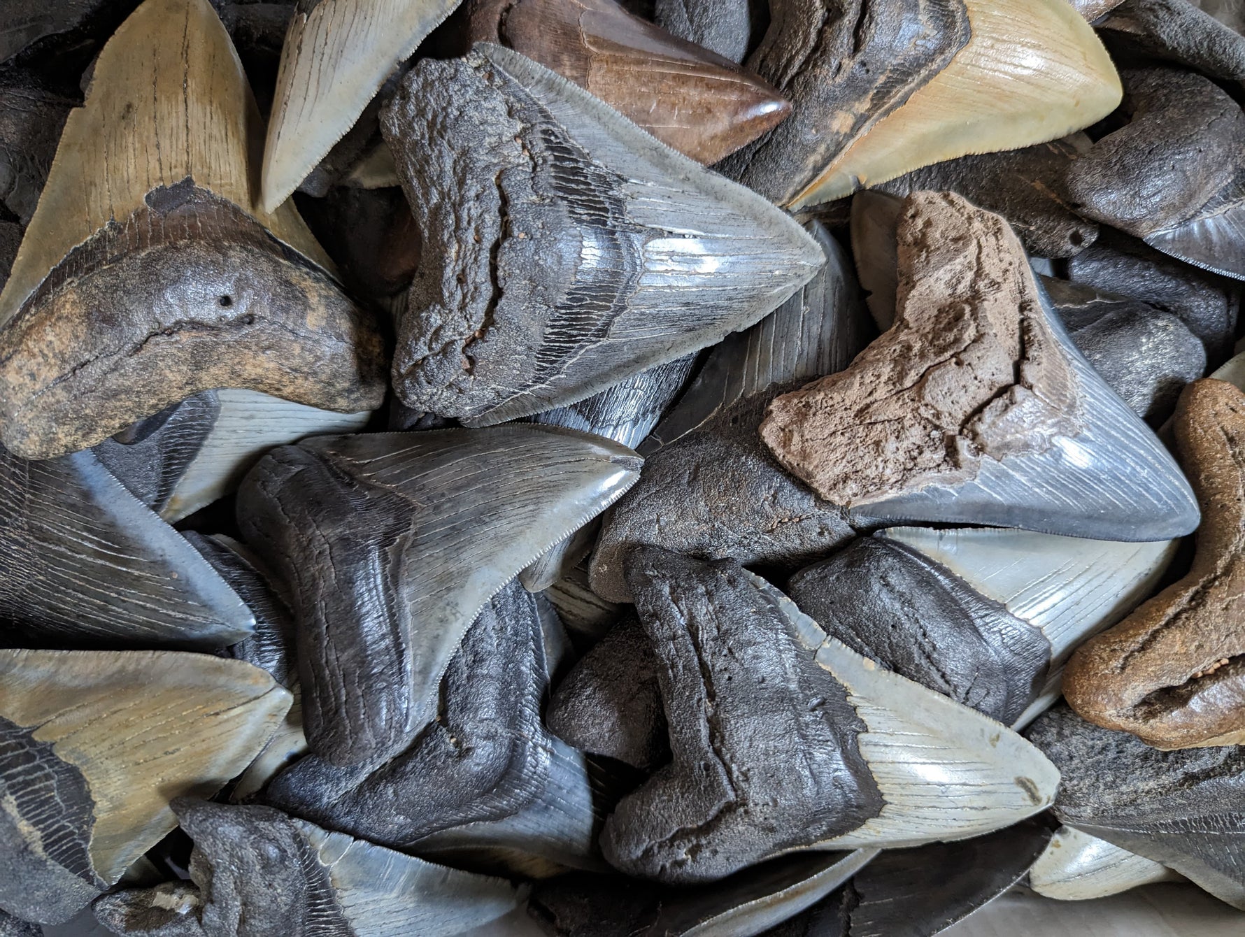 Wholesale – Megalodon Teeth