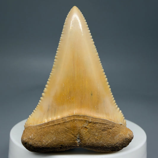 large shark teeth