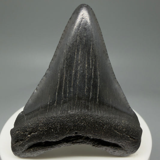 sleeper shark teeth