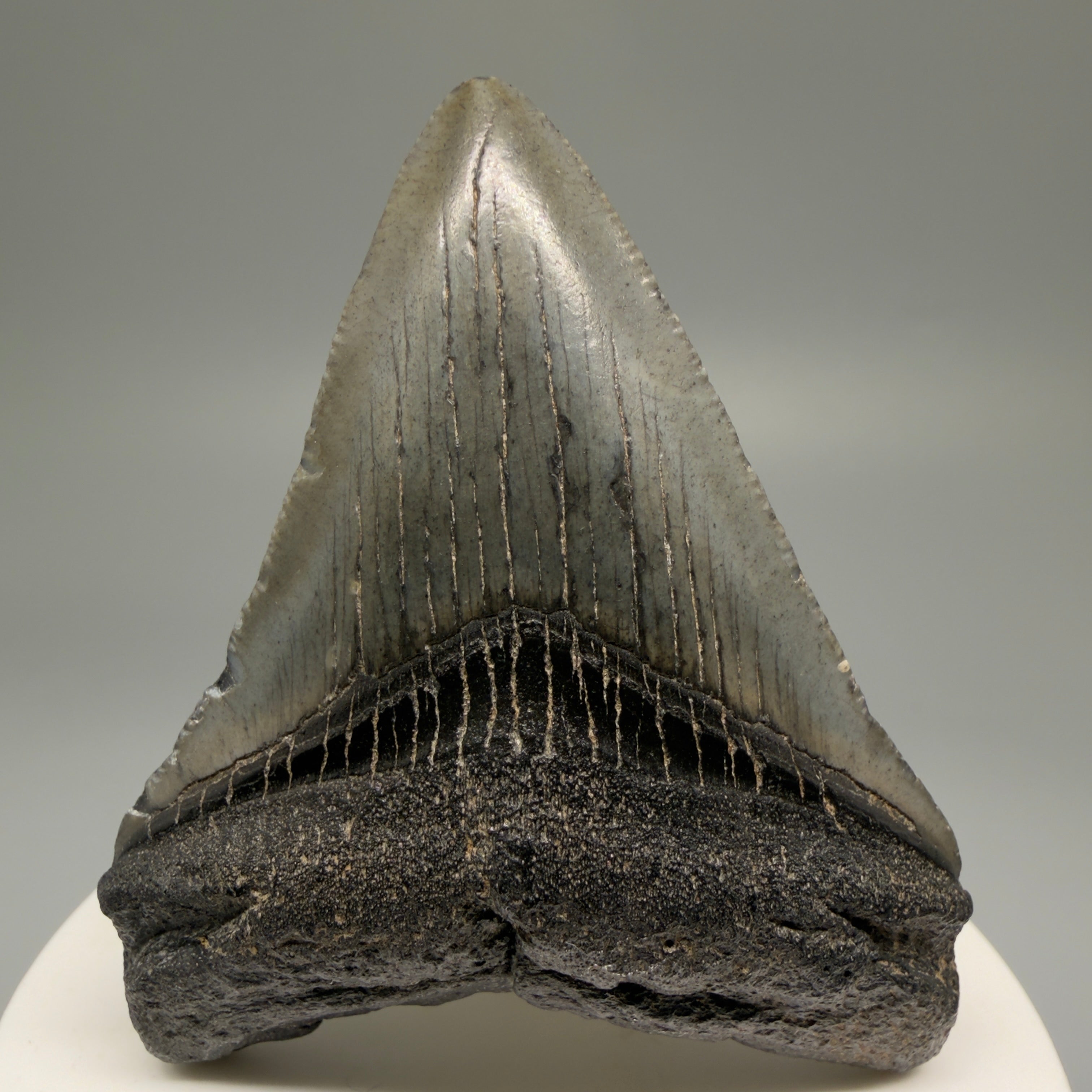 Colorful 2.66" Fossil Megalodon from Southeast USA – Megalodon Teeth