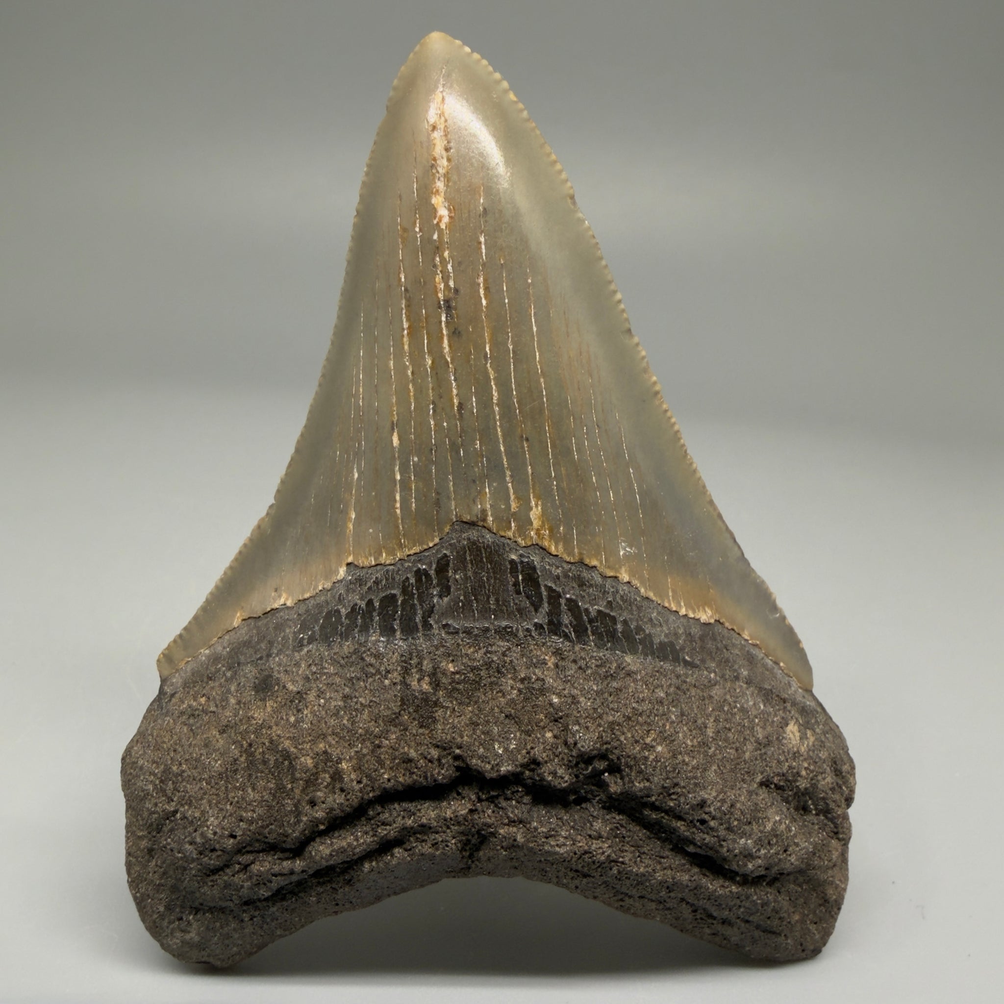Authentic 3.44" Megalodon Tooth for Sale | MegalodonTeeth.com – Megalodon Teeth