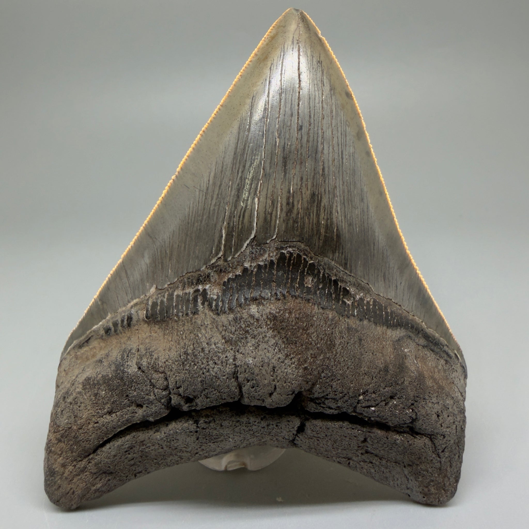 Authentic 4.29" Collector Megalodon Tooth– Rare Fossil Megalodon Tooth – Megalodon Teeth