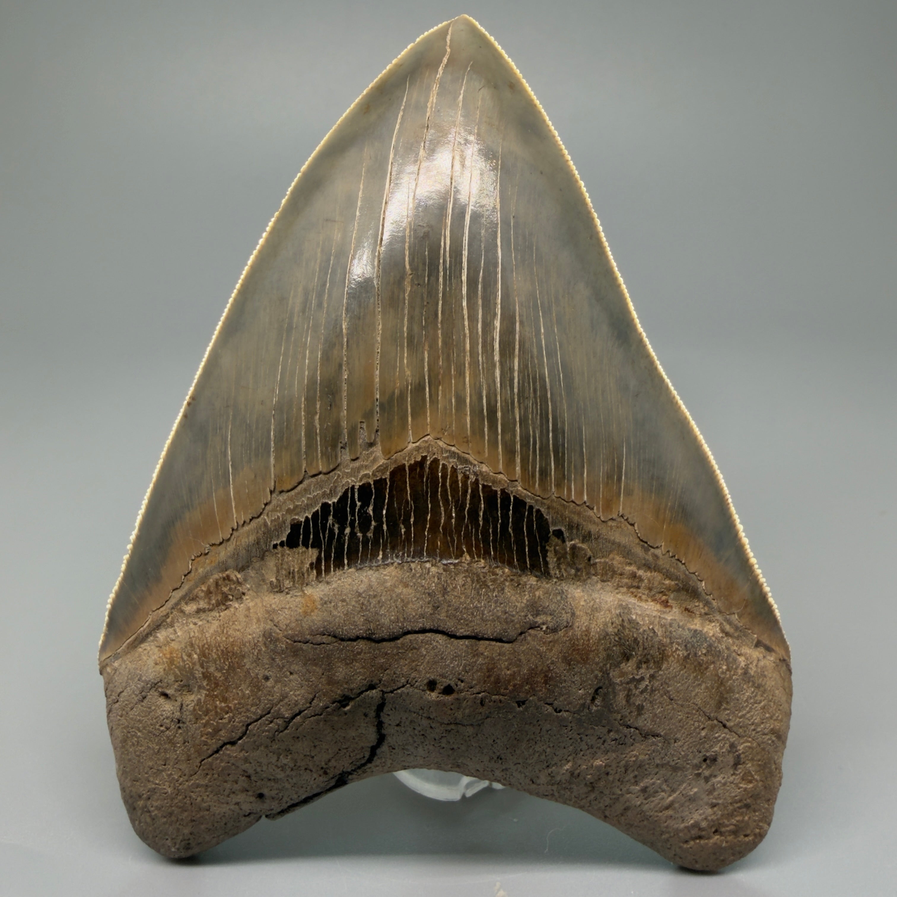 Authentic 4.78" Collector Megalodon Tooth– Rare Fossil Megalodon Tooth ...