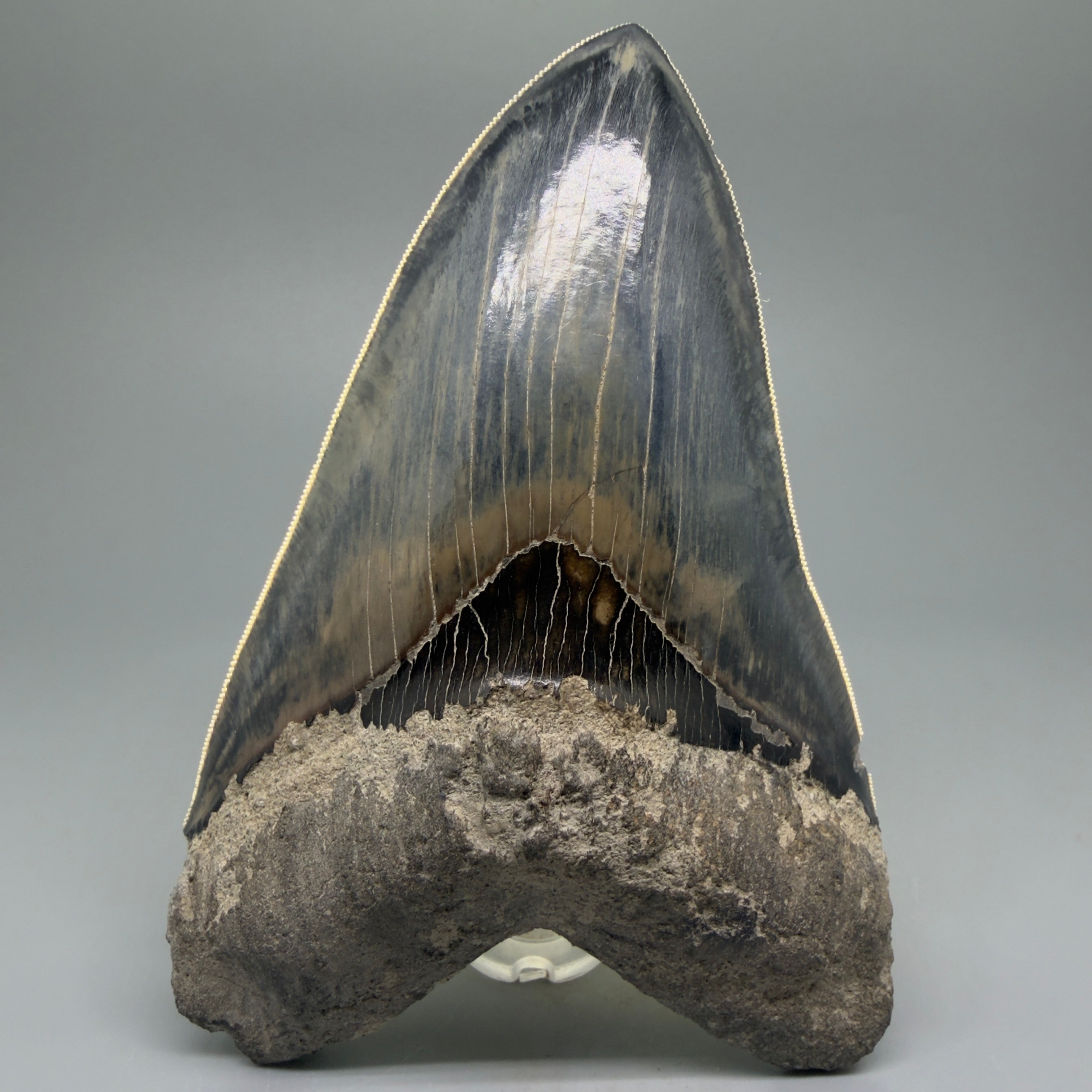 Authentic, Great Quality 5.50″ Colorful Megalodon Tooth – West Java In ...