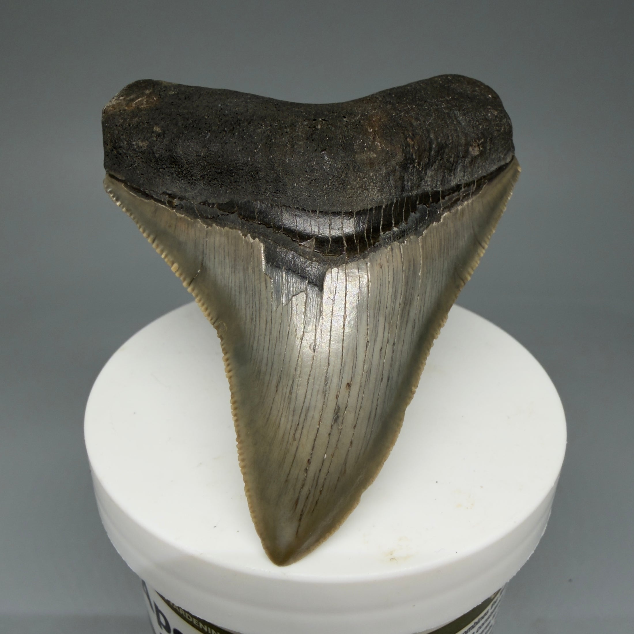 Authentic Megalodon Tooth– colorful Fossil Megalodon Tooth – Megalodon ...