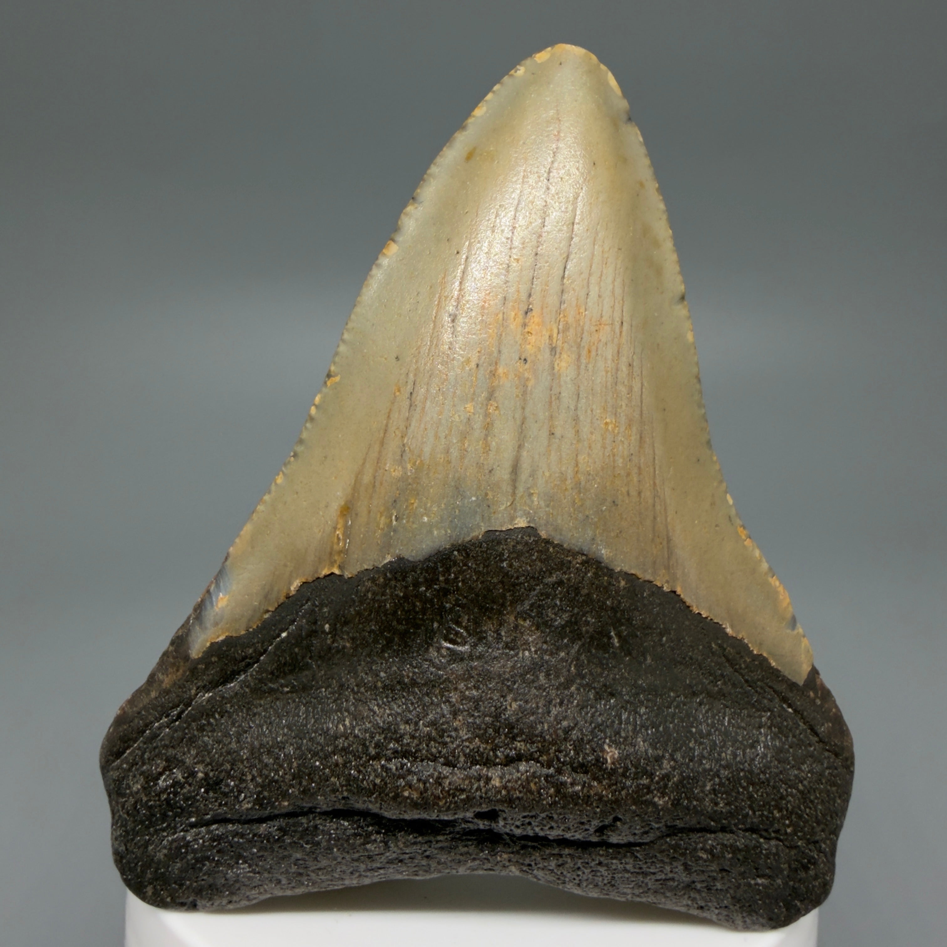 Authentic 3.17" Megalodon Tooth for Sale | MegalodonTeeth.com ...
