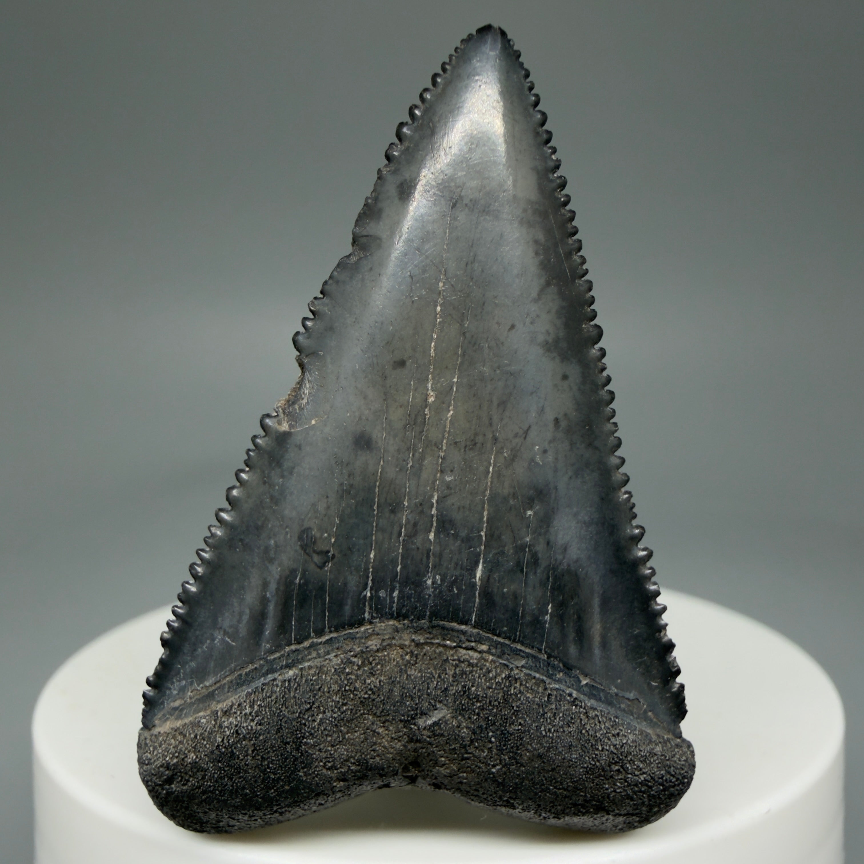 Dark Colors, sharply serrated 1.93" Fossil Great White Tooth for Sale ...