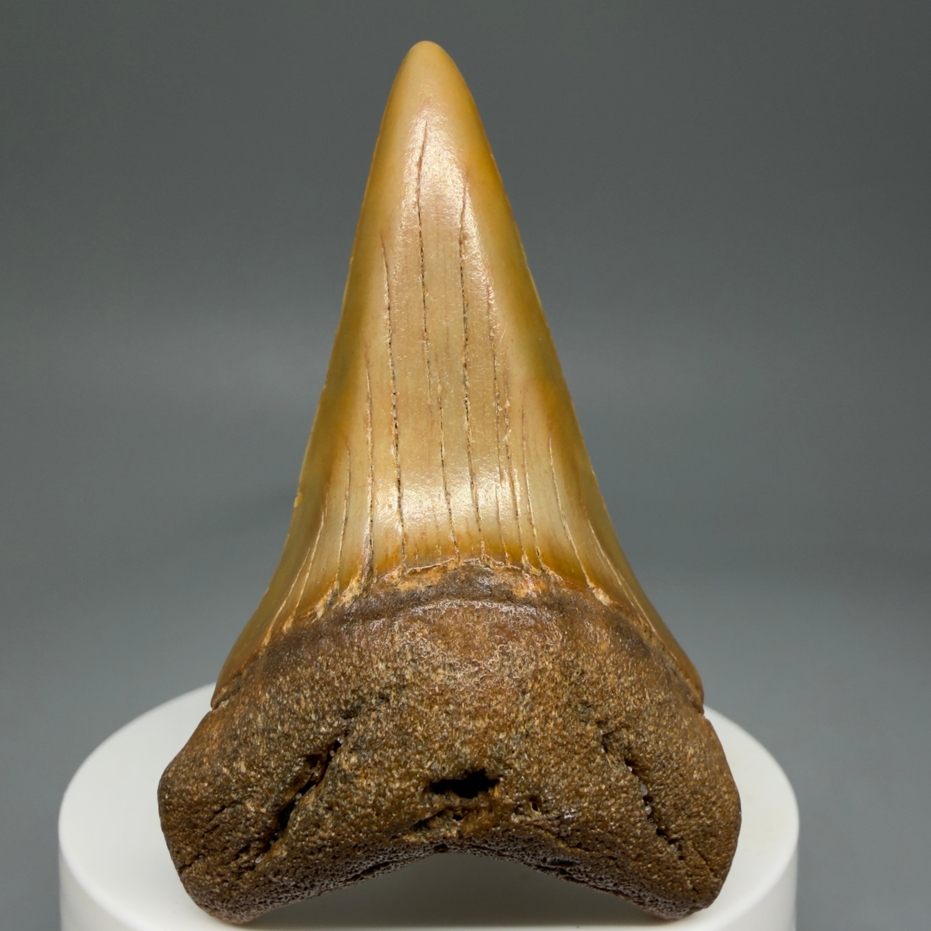 Lower 2.58" Fossil Extinct Mako - Isurus hastalis Shark Tooth from Wil ...