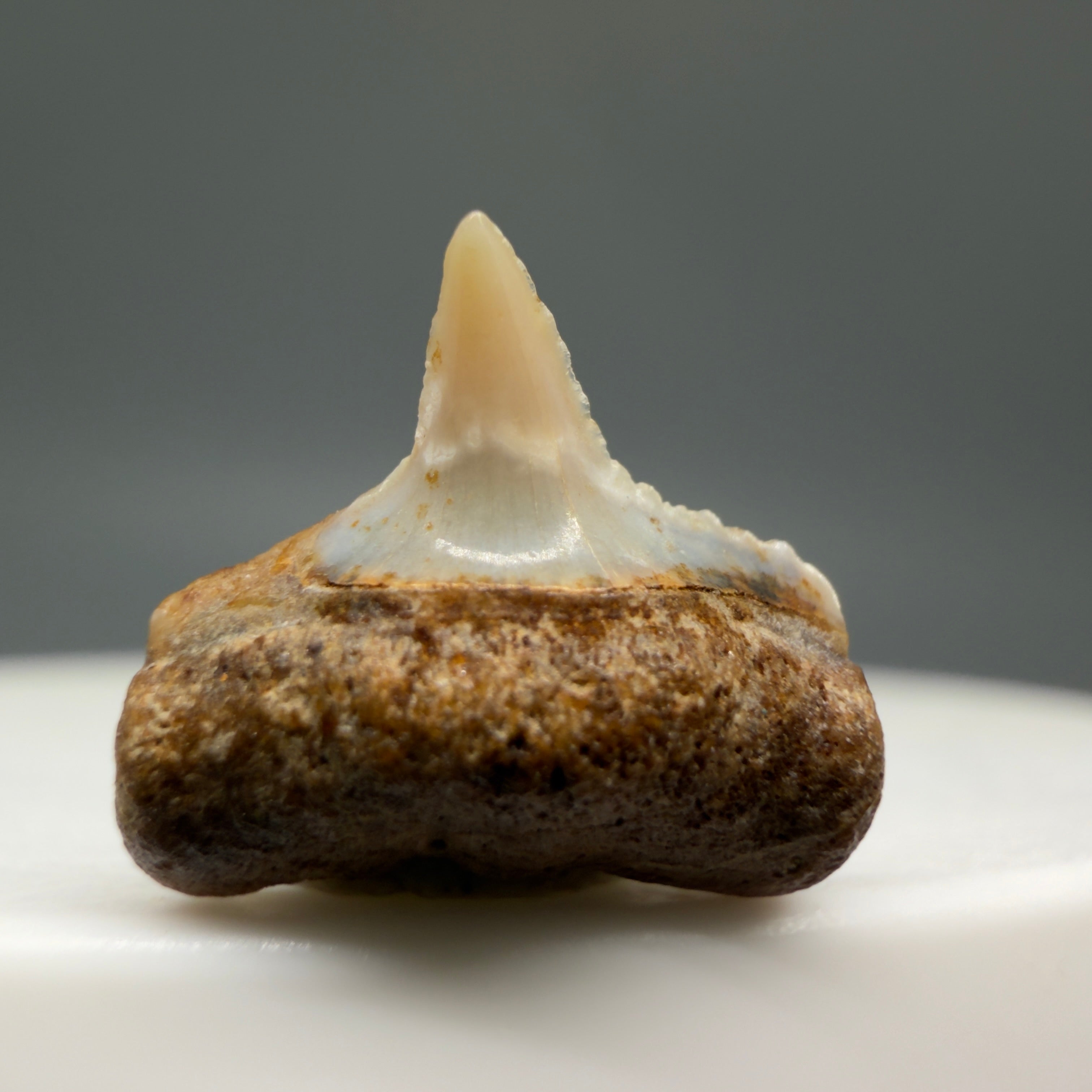 0.51" Fossil Great White Tooth for Sale | Posterior Carcharodon ...