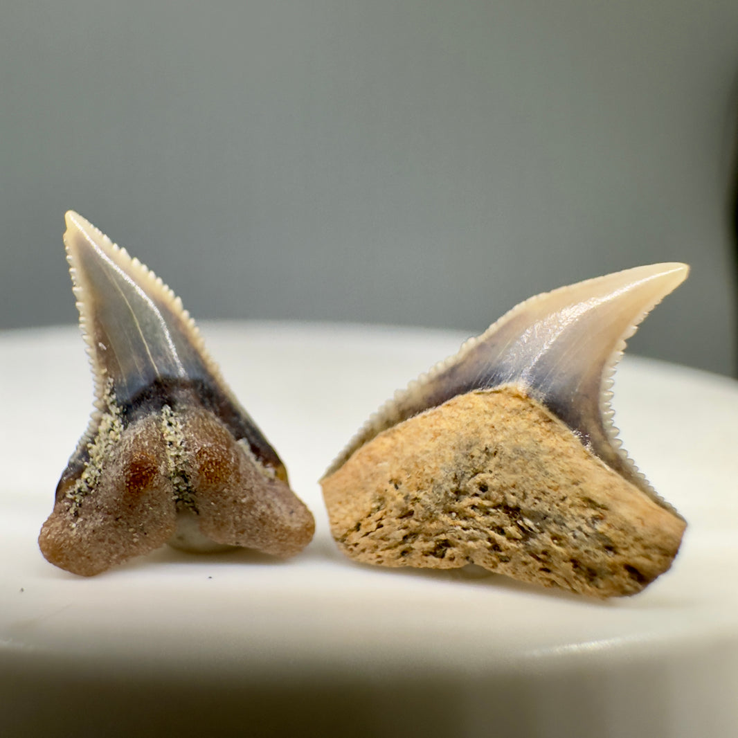 Other Shark Teeth Species - Collection – Megalodon Teeth
