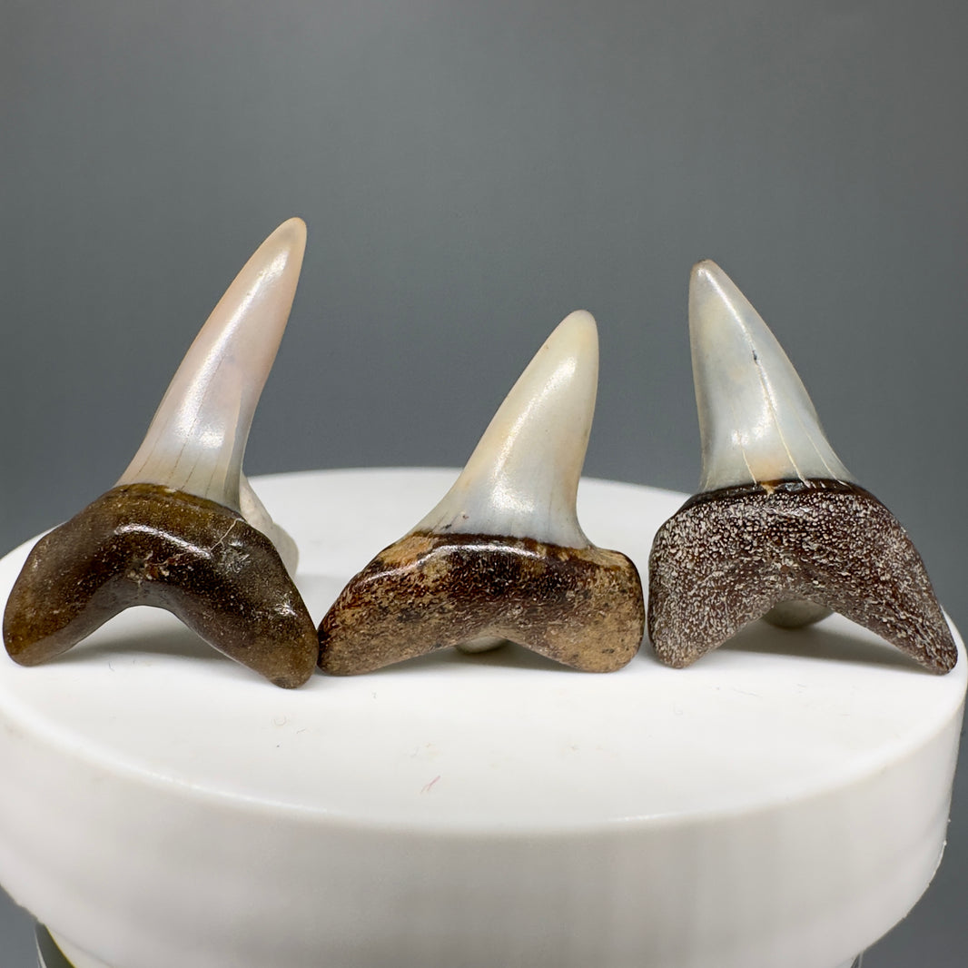 Other Shark Teeth Species - Collection – Megalodon Teeth