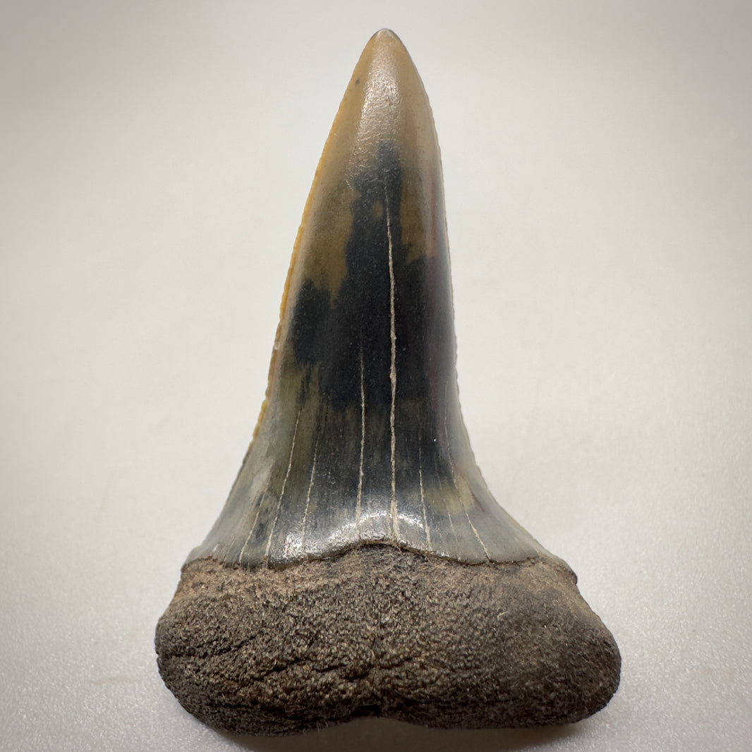 Fossil Extinct Mako & Isurus Shark Teeth Collection – Megalodon Teeth