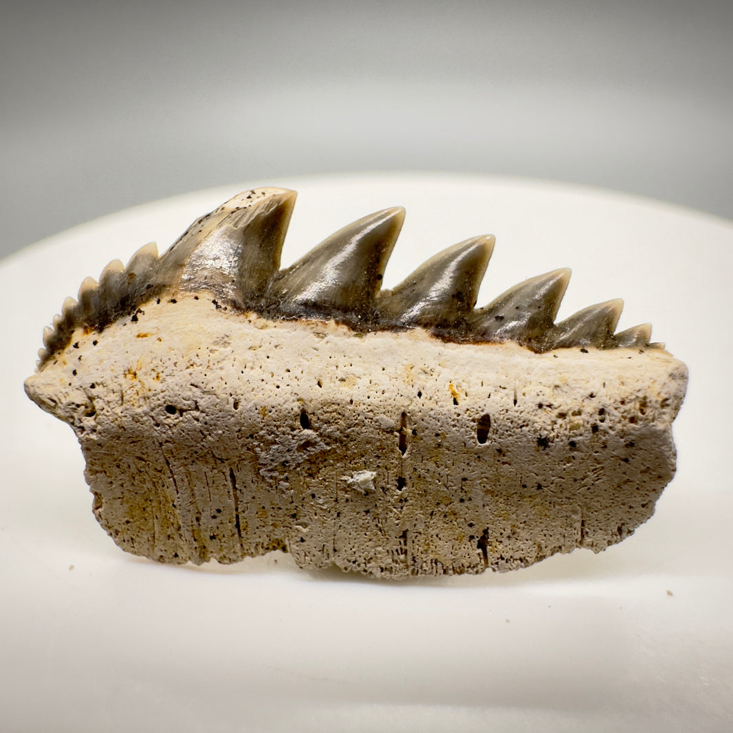 Rare Fossil Shark Teeth Collection - Authentic Specimens – Page 2 ...