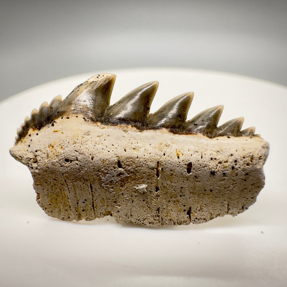 Rare Fossil Shark Teeth Collection - Authentic Specimens – Page 3 ...