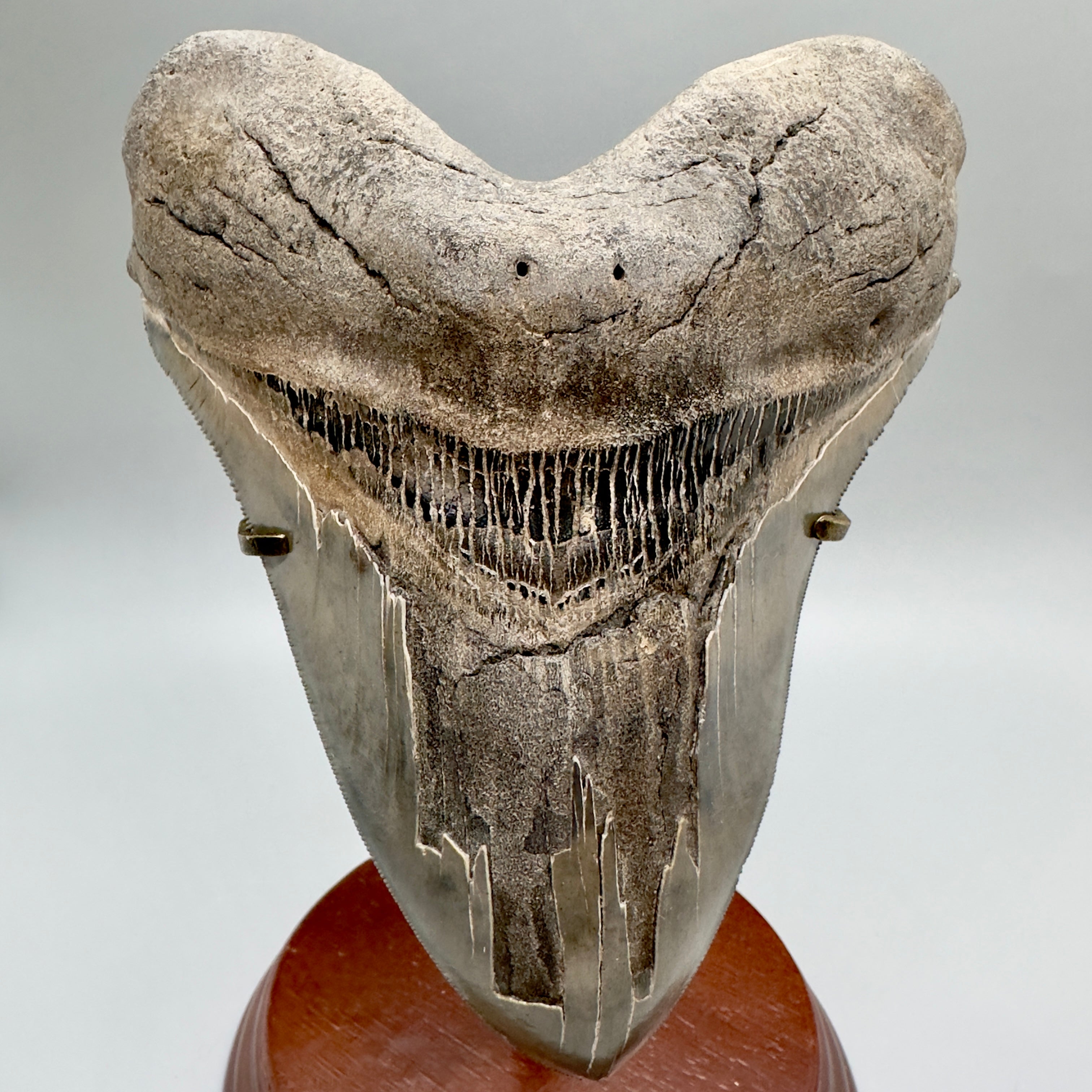 Collector Quality Megalodon Shark Teeth - Various Locations and sizes ...