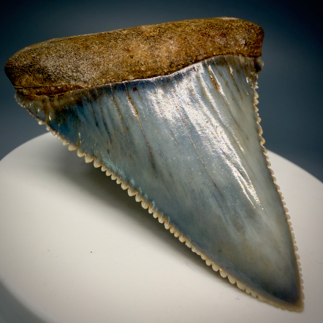 Rare Fossil Megalodon Shark Teeth: Best Prices, Diverse Sizes ...