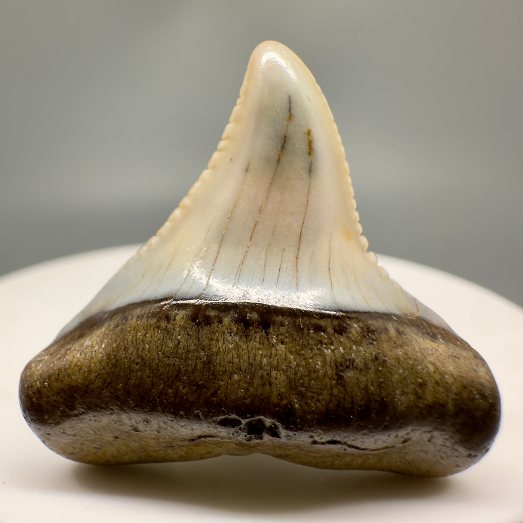 Great White – Megalodon Teeth