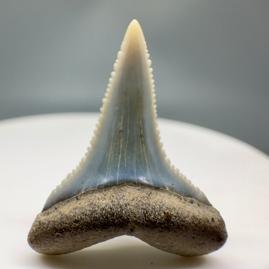 Great White – Megalodon Teeth