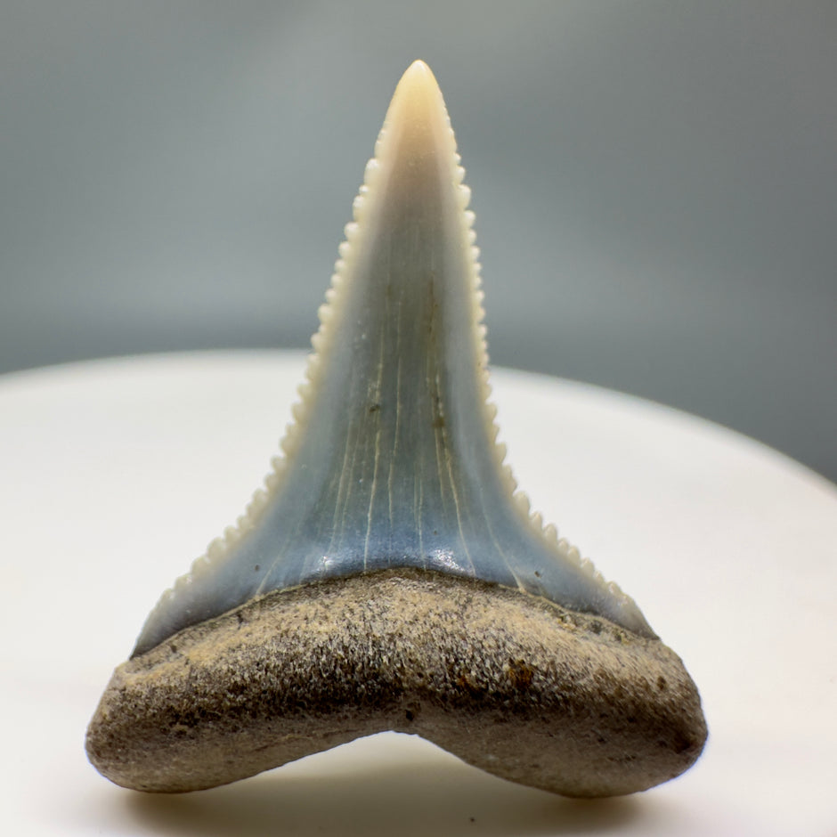 Premium Great White Shark Teeth Collection | Authentic Shark Tooth ...