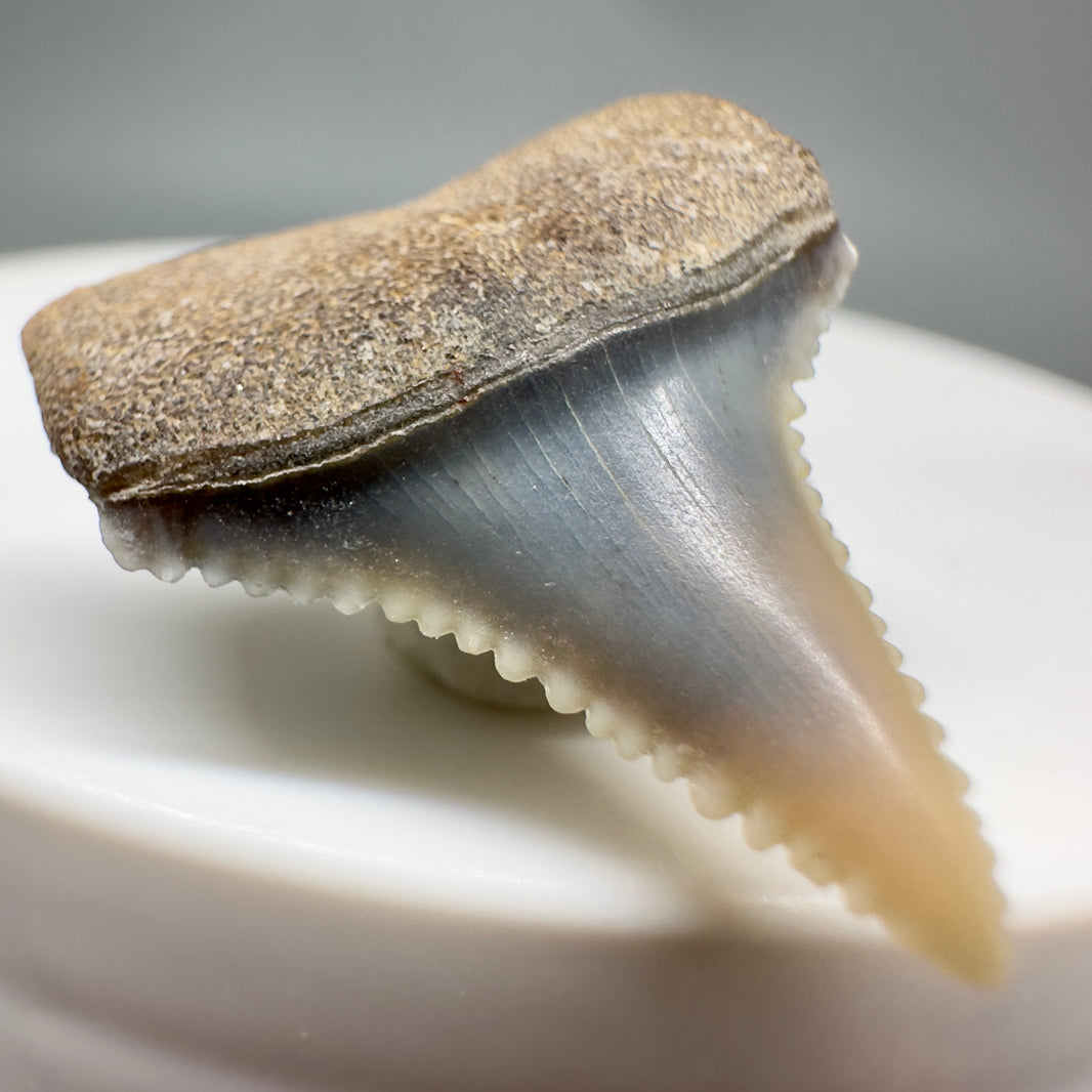 Premium Great White Shark Teeth Collection | Authentic Shark Tooth ...