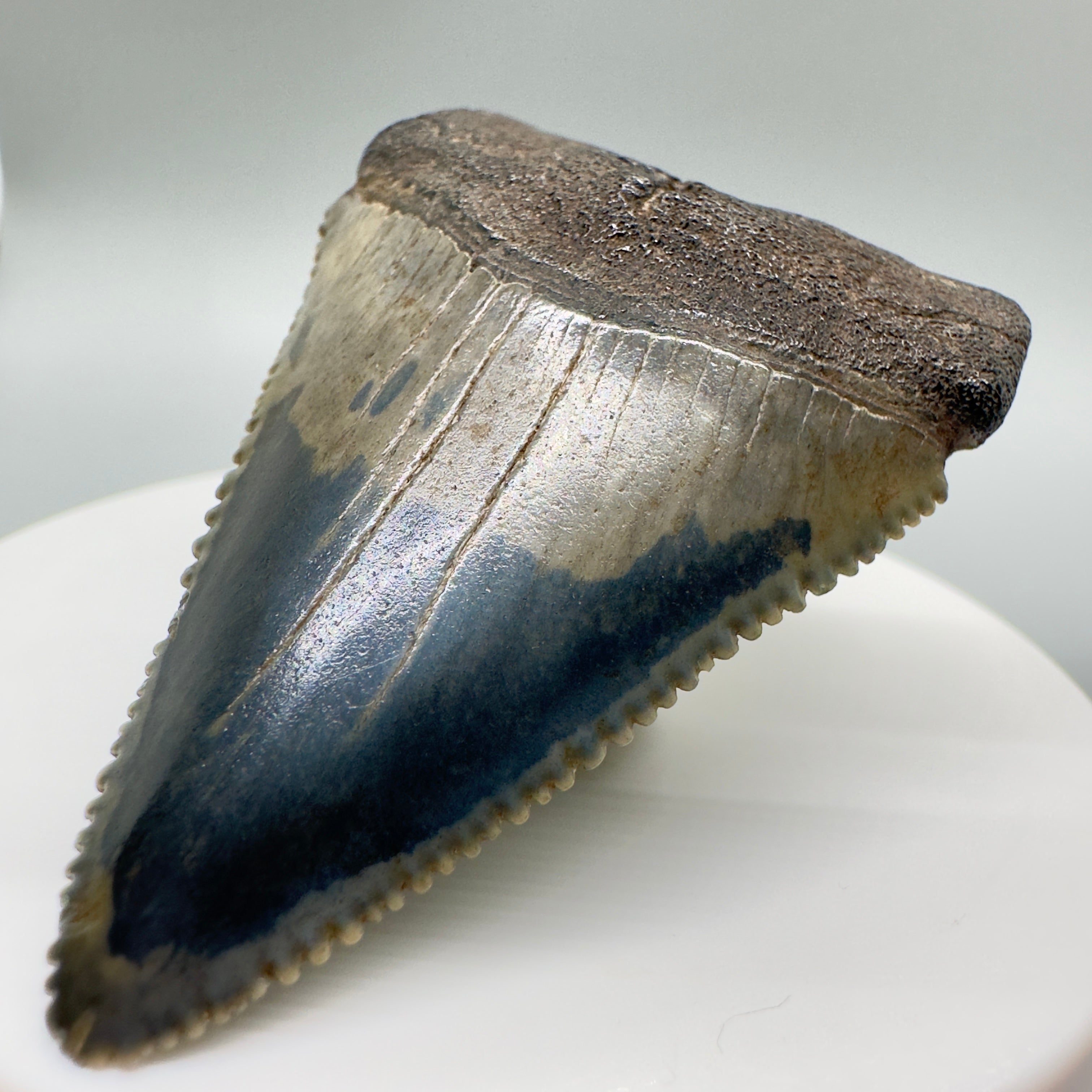 Great White – Megalodon Teeth