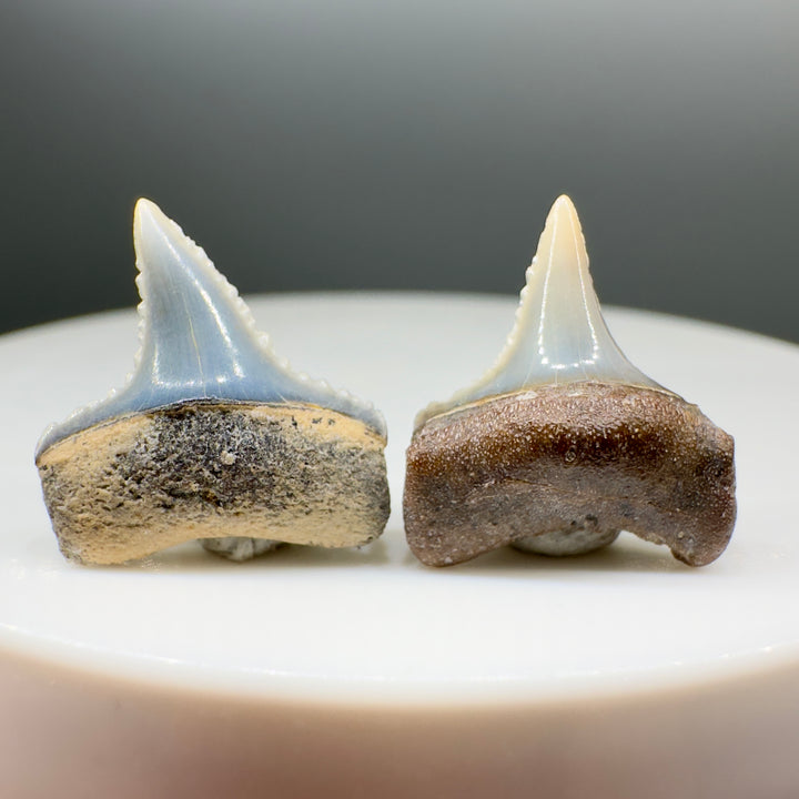 Great White – Megalodon Teeth
