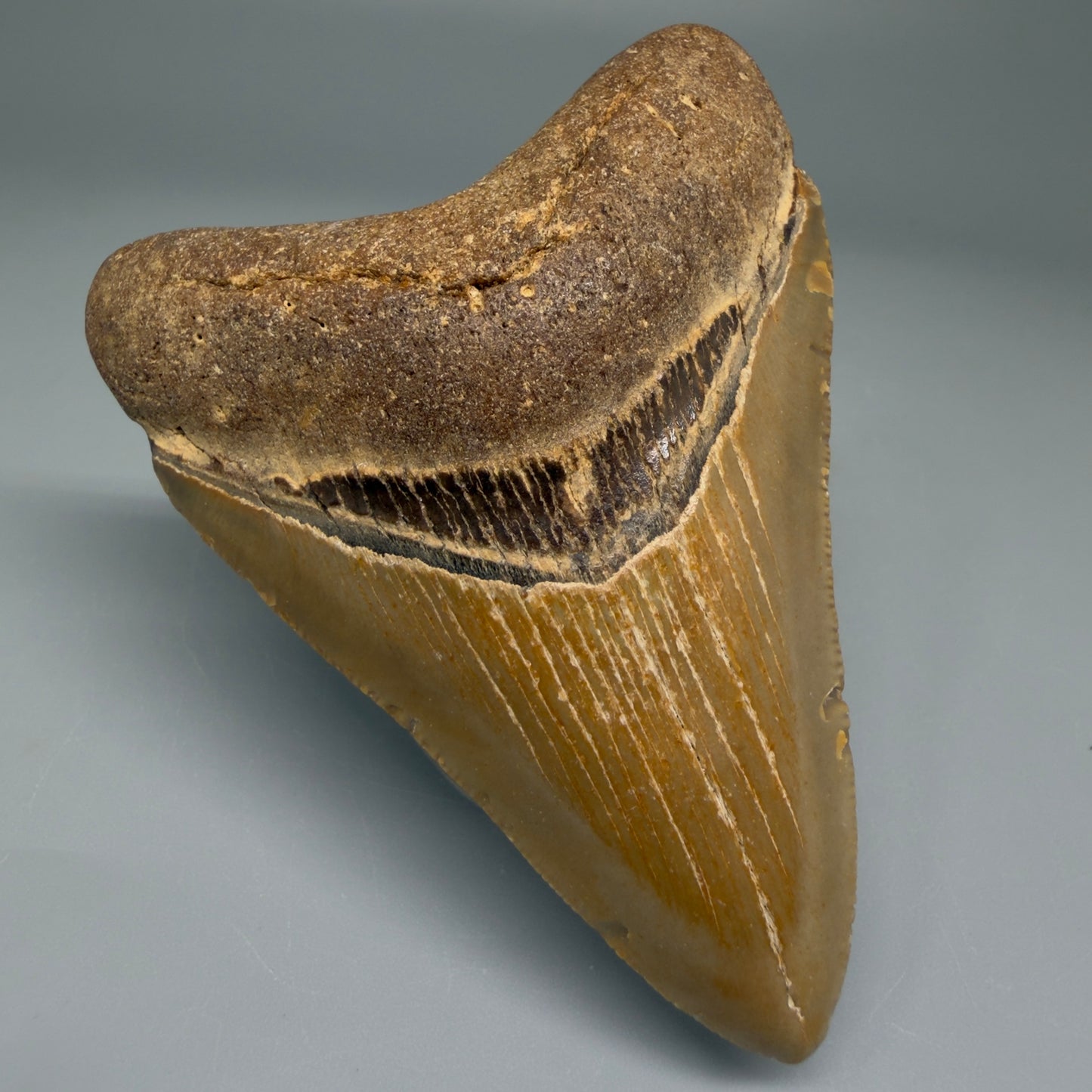 Authentic 3.26" Megalodon Tooth for Sale | MegalodonTeeth.com – Megalodon Teeth