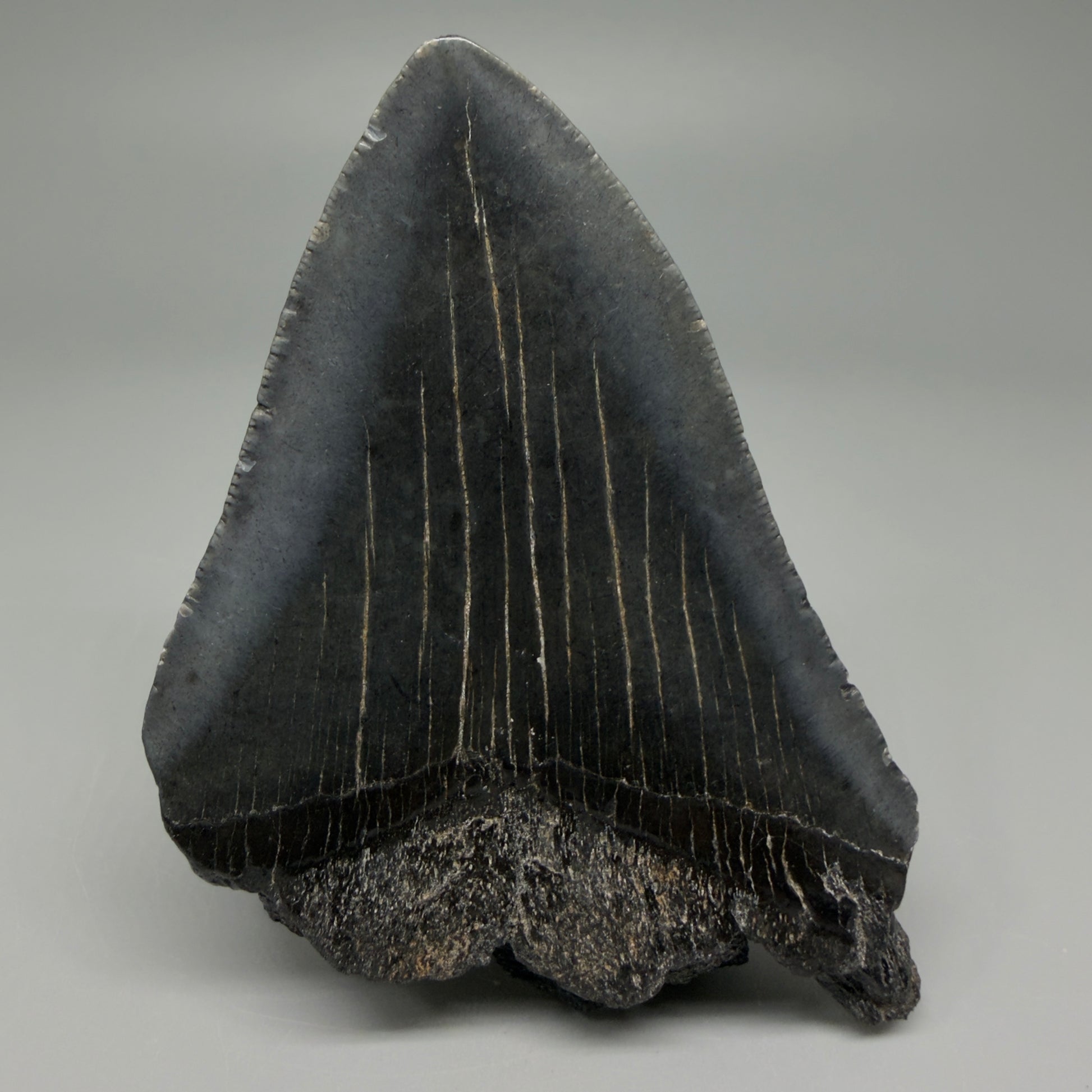 Authentic Megalodon Tooth– colorful Fossil Megalodon Tooth – Megalodon Teeth
