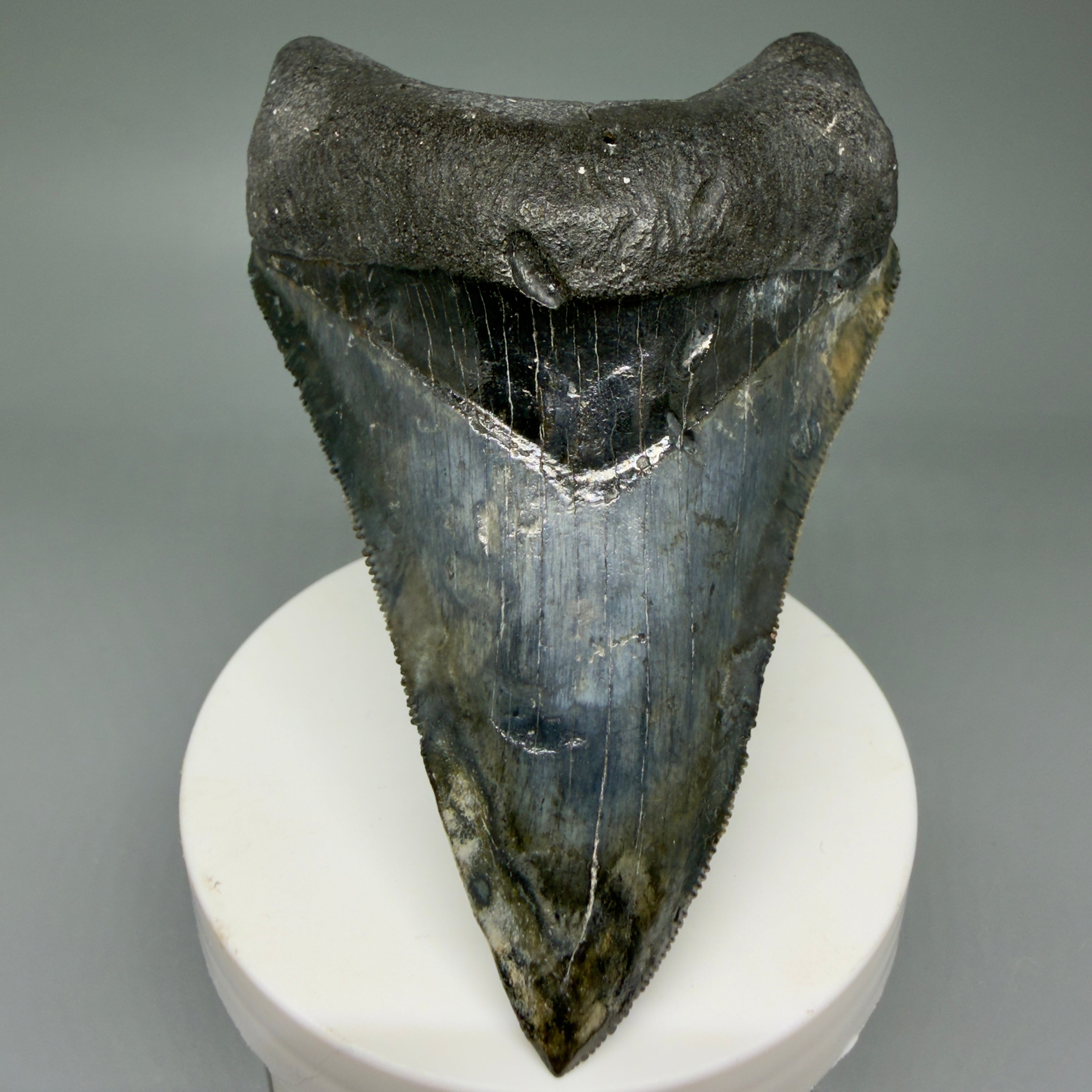 Discover the Past: Genuine Fossil Megalodon Shark Teeth for Sale ...