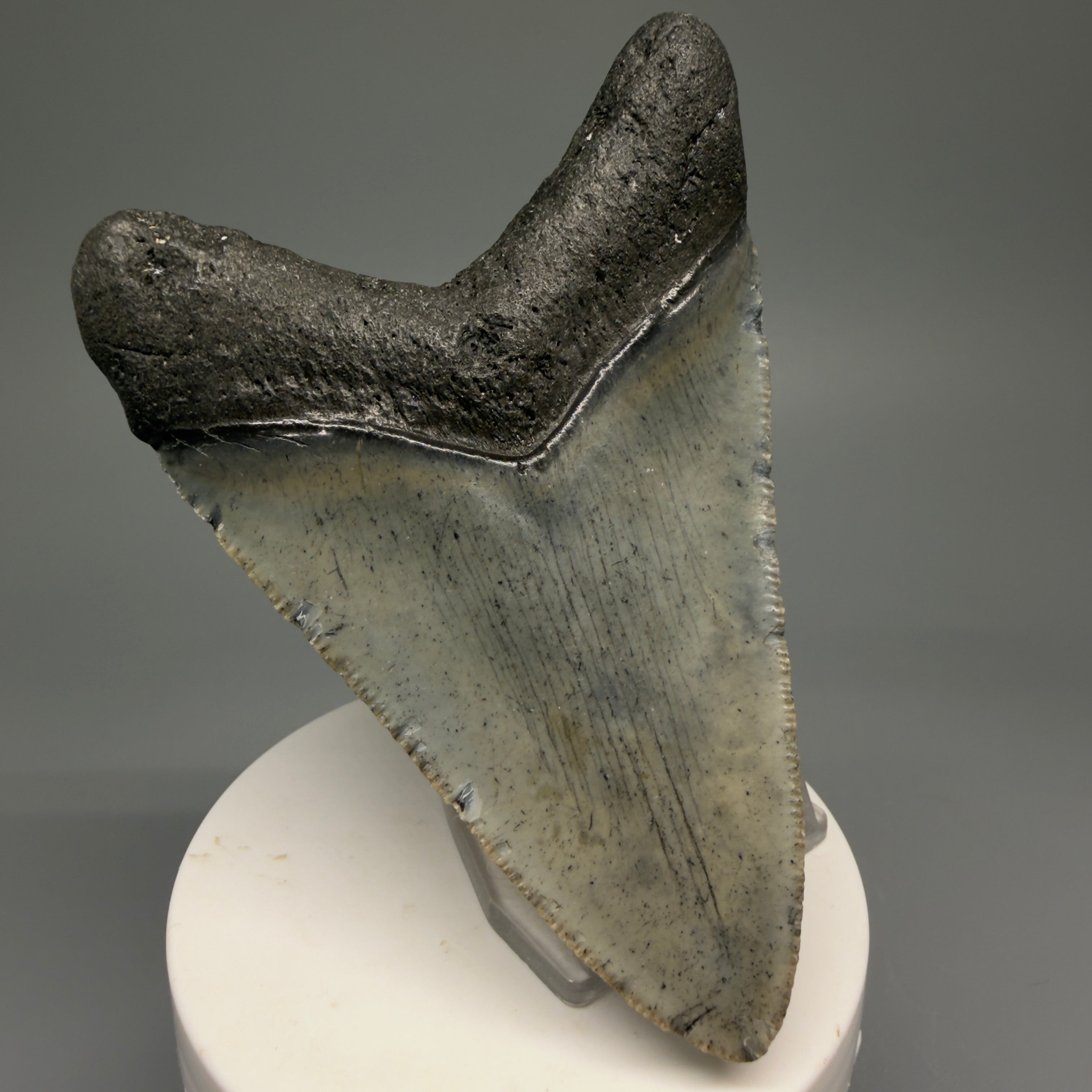 Great White – Megalodon Teeth