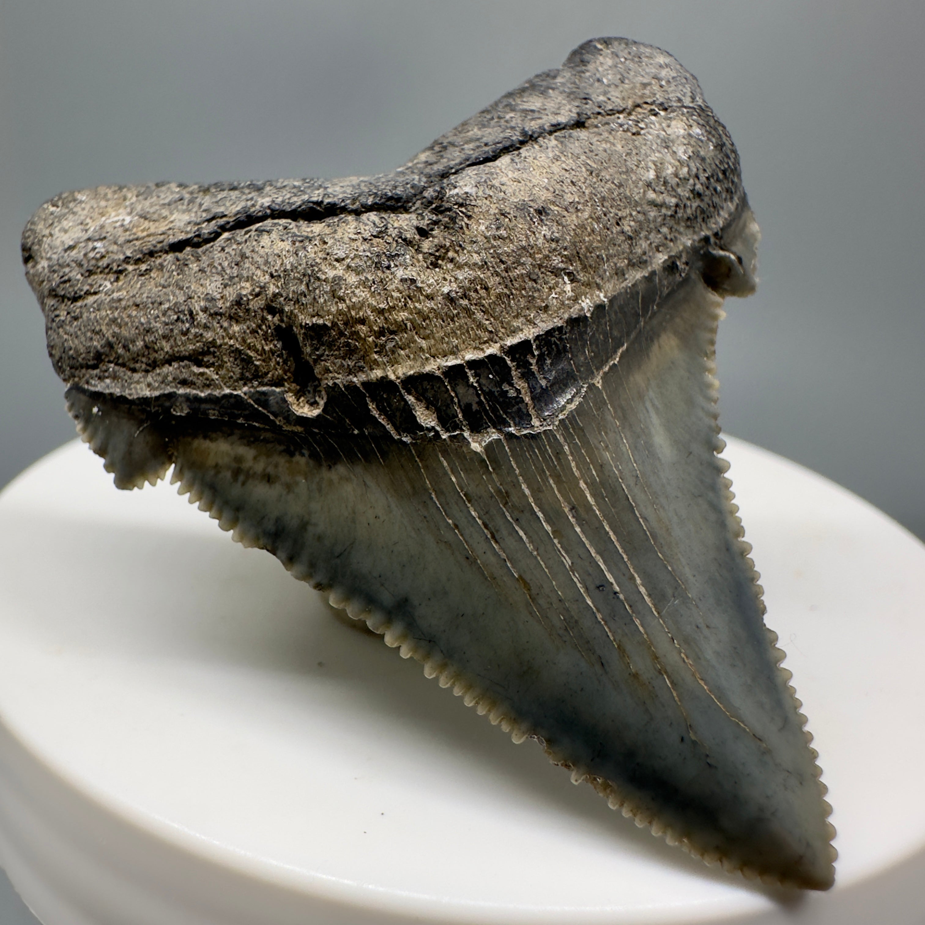 Angustidens – Megalodon Teeth