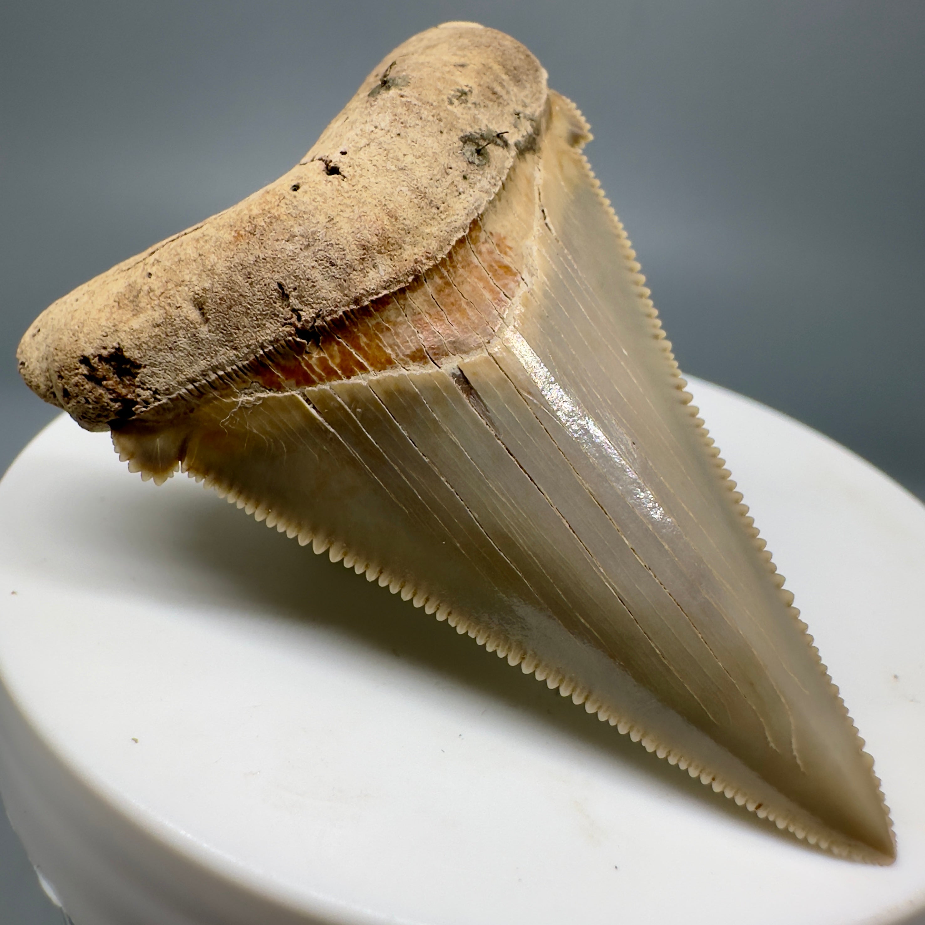 Angustidens – Megalodon Teeth