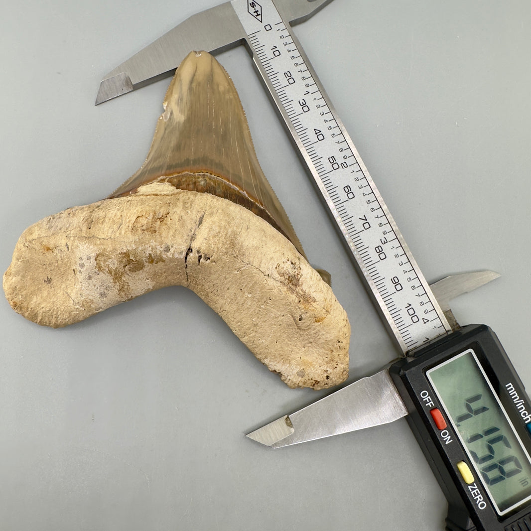 Angustidens – Megalodon Teeth