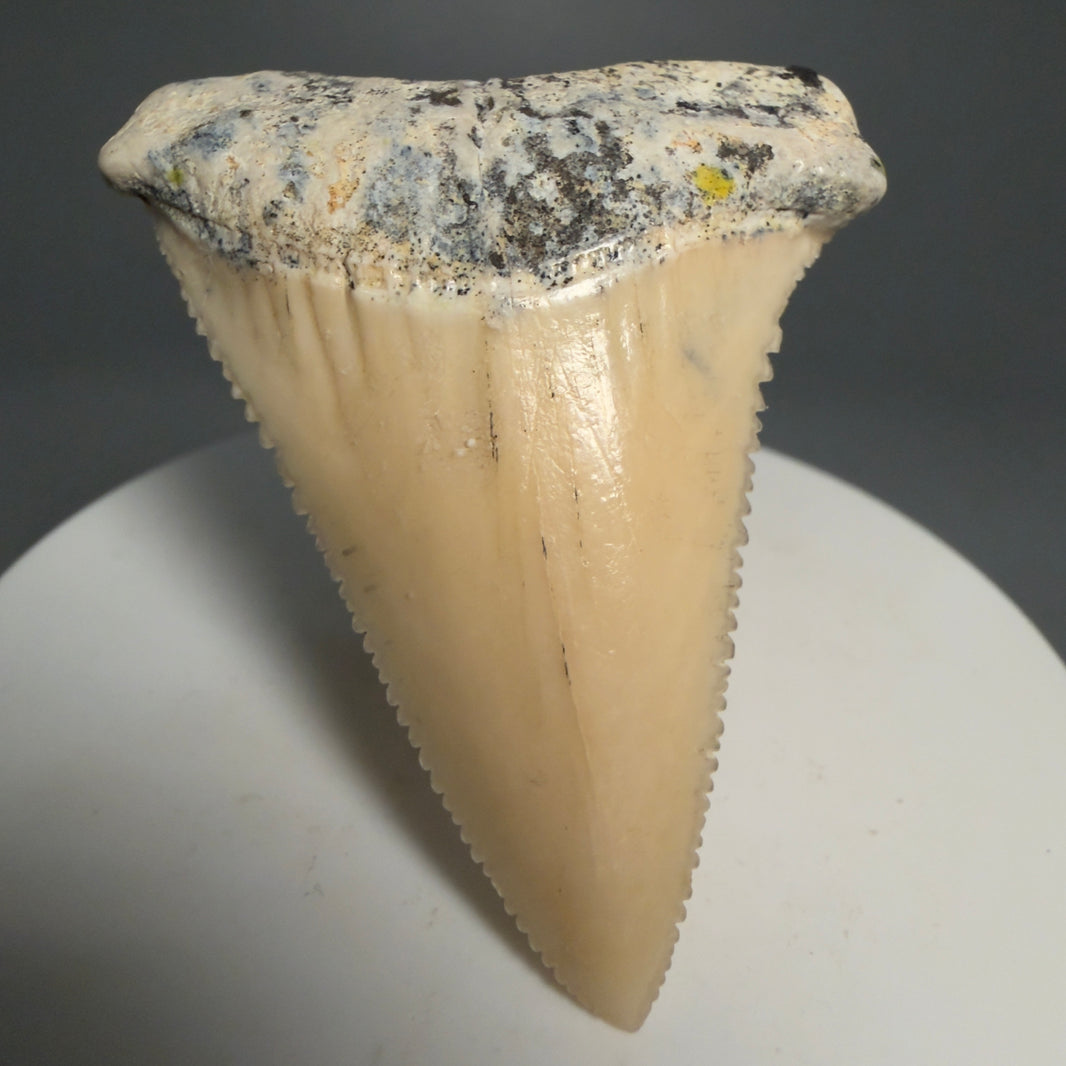 Premium Great White Shark Teeth Collection | Authentic Shark Tooth ...