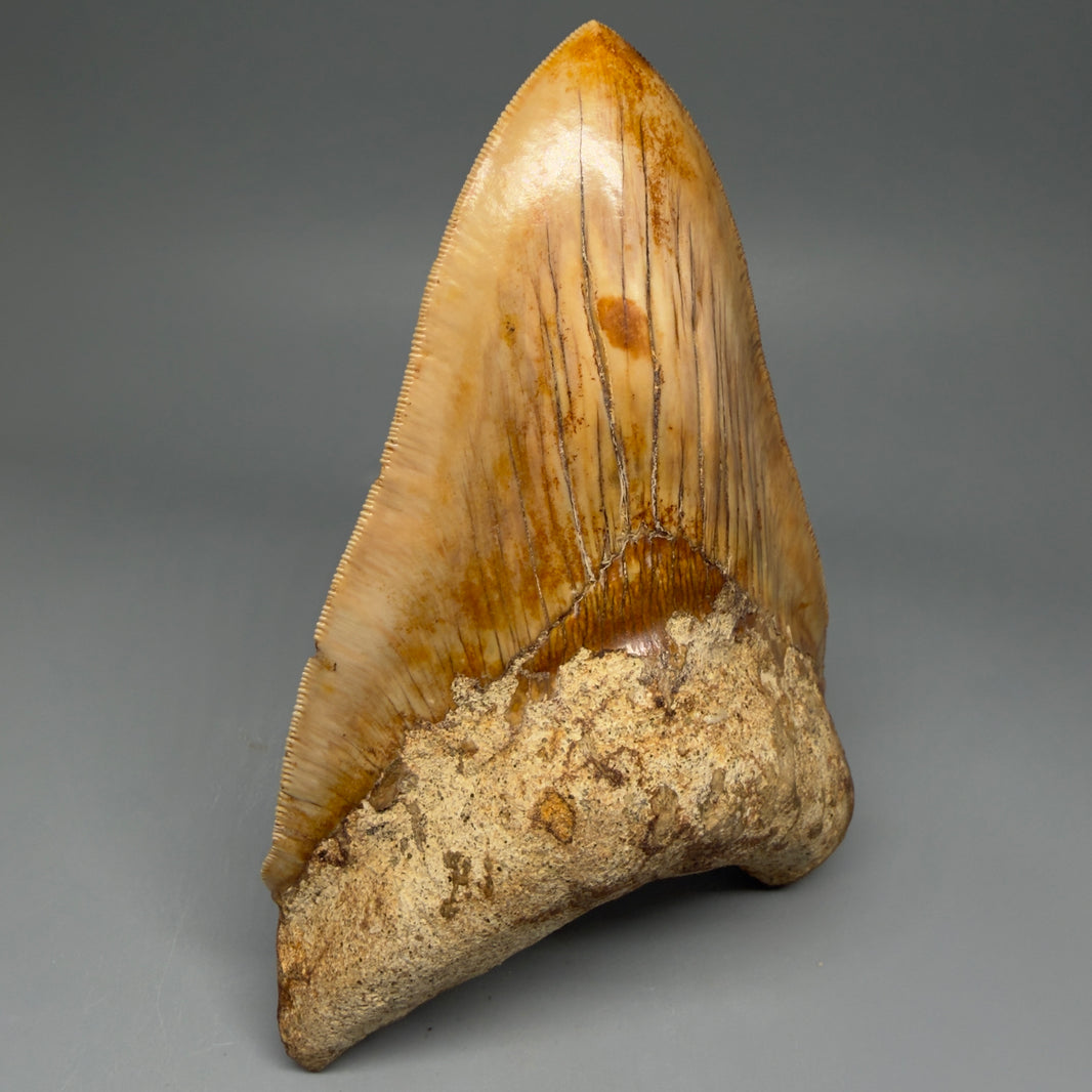 Large 6” or above Megalodon Shark Teeth collection - Authentic ...
