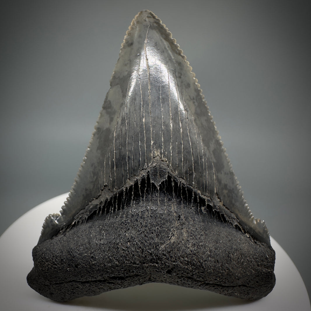 Angustidens – Megalodon Teeth
