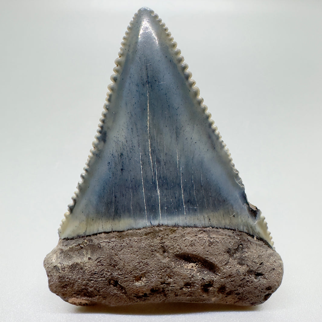 Premium Great White Shark Teeth Collection | Authentic Shark Tooth ...