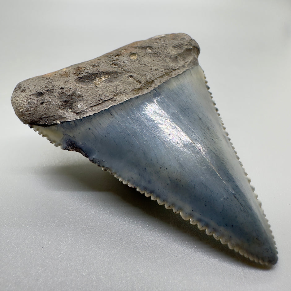 Premium Great White Shark Teeth Collection | Authentic Shark Tooth ...