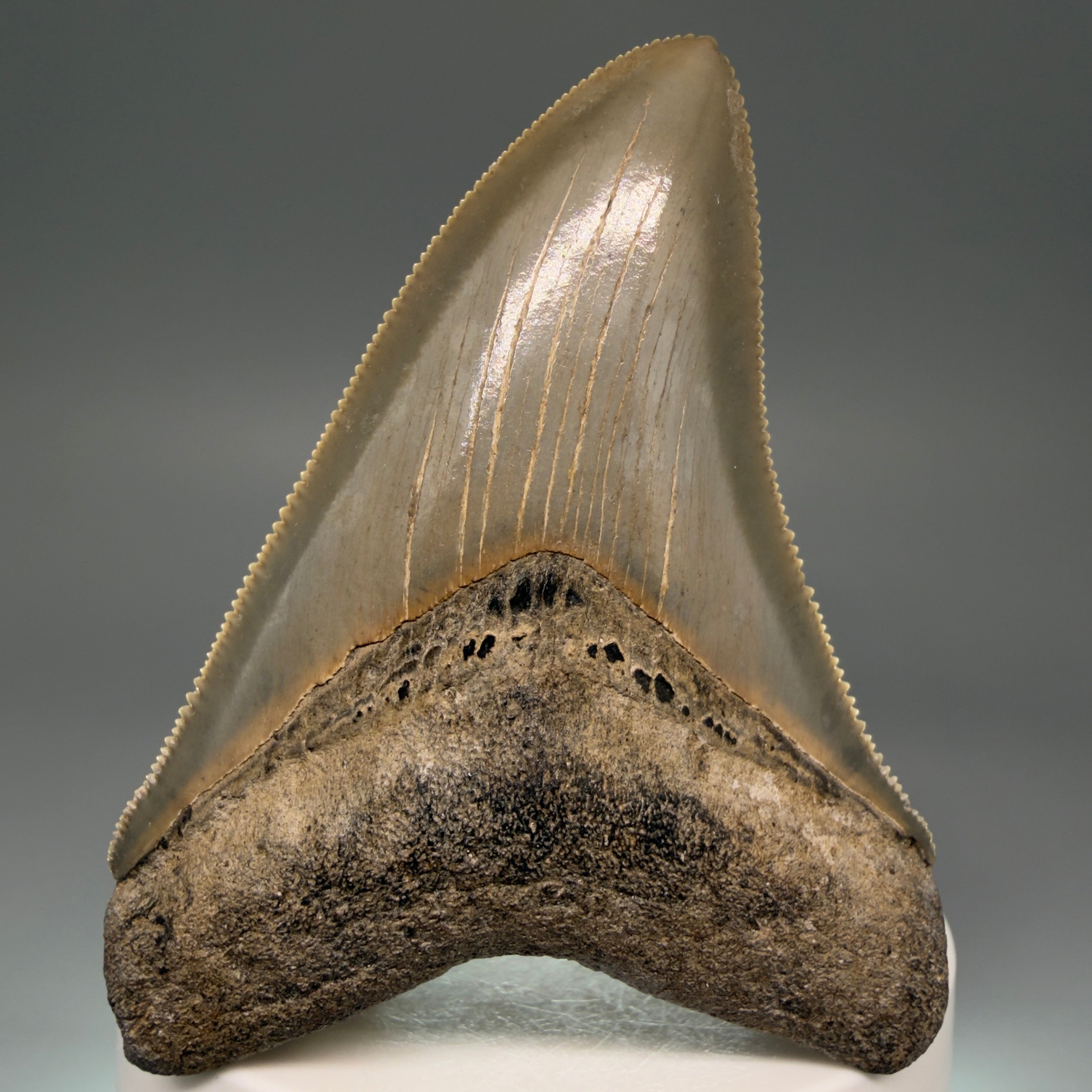 Discover the Past: Genuine Fossil Megalodon Shark Teeth for Sale ...