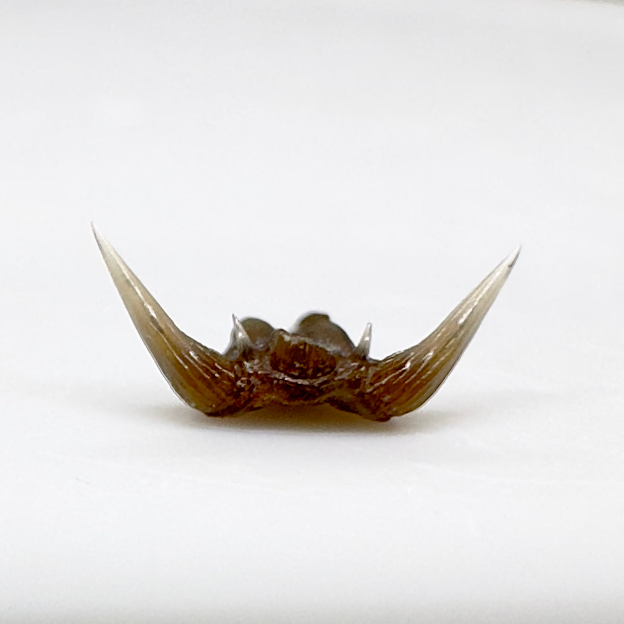 Rare Fossil Shark Teeth Collection - Authentic Specimens – Megalodon Teeth