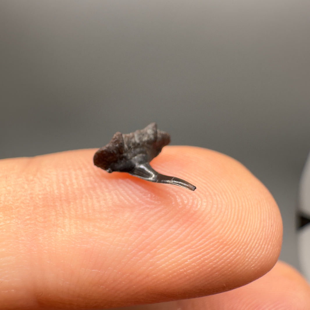 Rare Fossil Shark Teeth Collection - Authentic Specimens – Megalodon Teeth