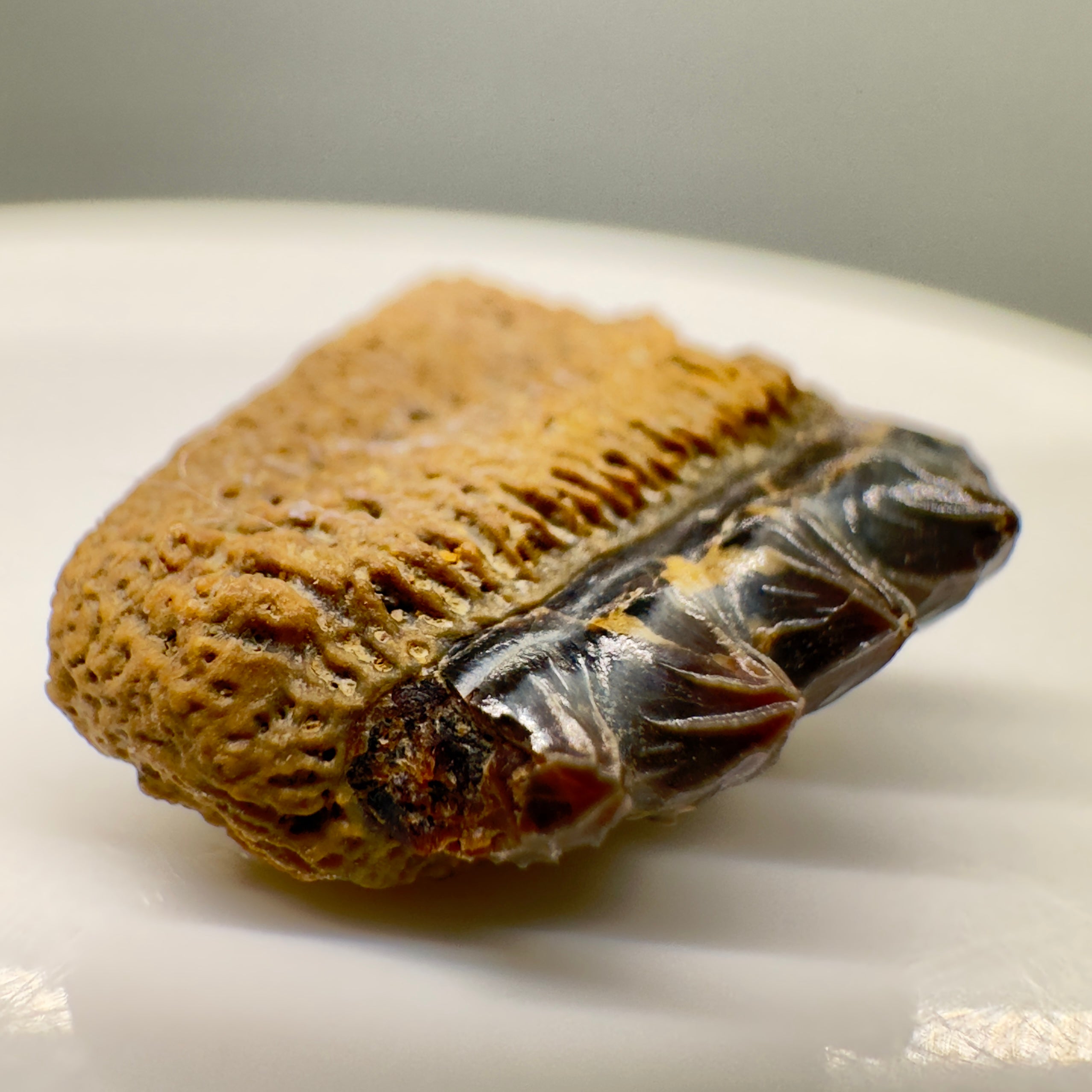 Rare Fossil Shark Teeth Collection - Authentic Specimens – Megalodon Teeth