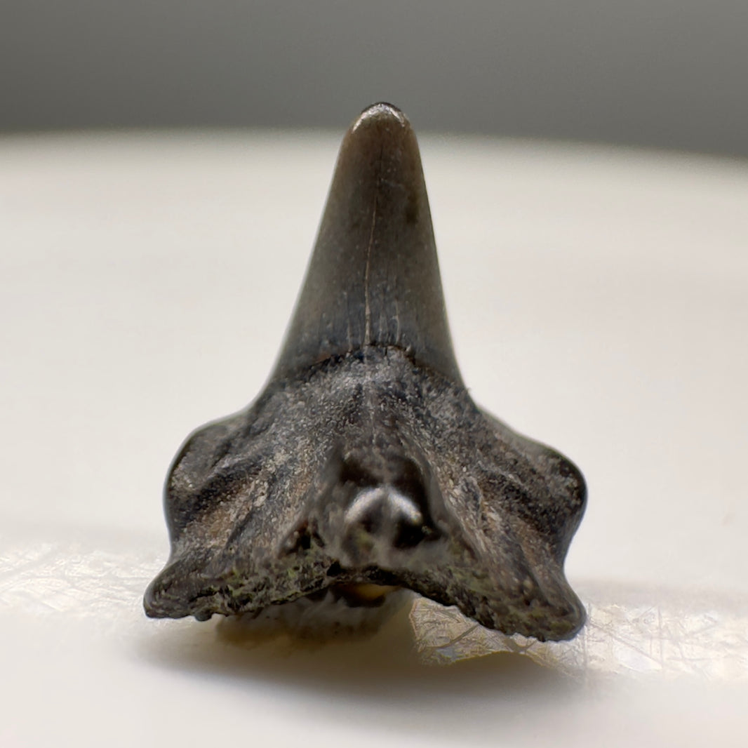 Rare Fossil Shark Teeth Collection - Authentic Specimens – Megalodon Teeth