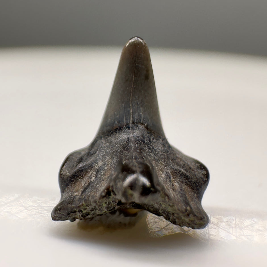 Rare Fossil Shark Teeth Collection - Authentic Specimens – Megalodon Teeth