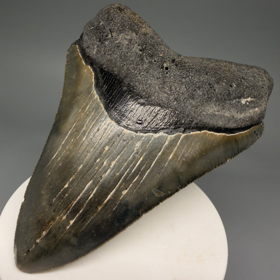 Rare Fossil Megalodon Shark Teeth: Best Prices, Diverse Sizes ...