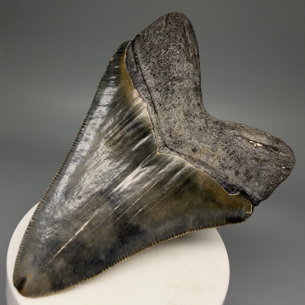 Rare Fossil Megalodon Shark Teeth: Best Prices, Diverse Sizes ...