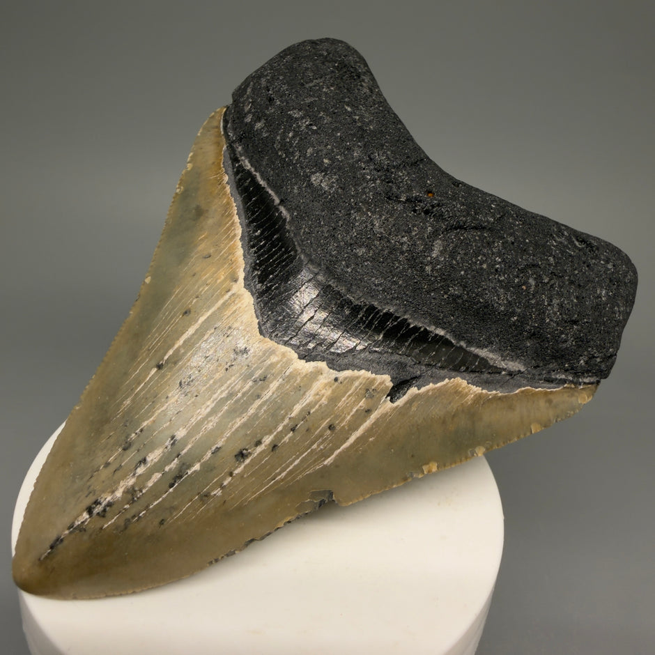 Rare Fossil Megalodon Shark Teeth: Best Prices, Diverse Sizes ...
