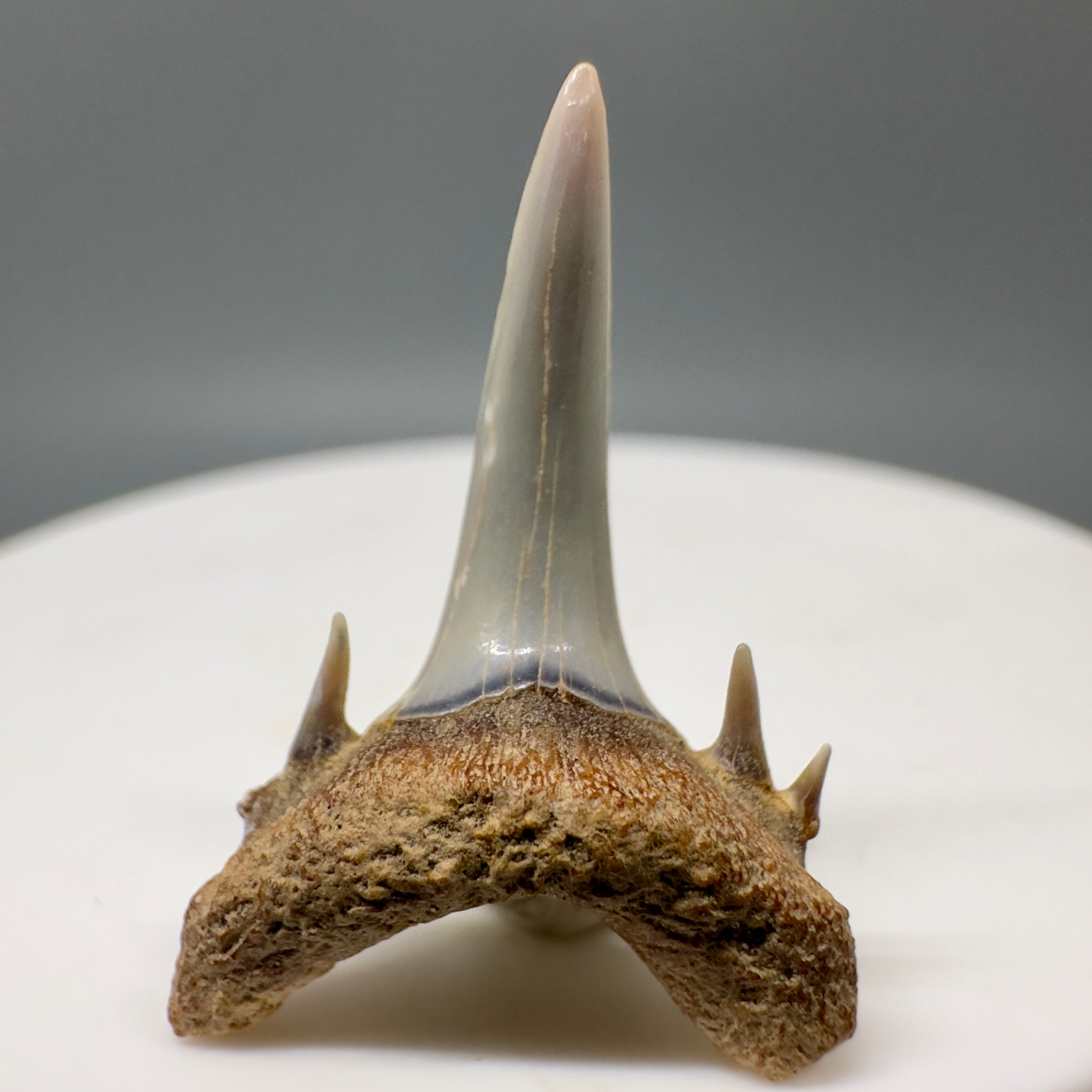 Rare Fossil Shark Teeth Collection - Authentic Specimens – Megalodon Teeth